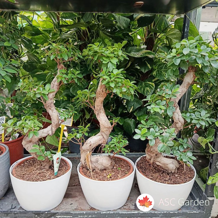 Ficus microcarpa Ginseng 75 cm