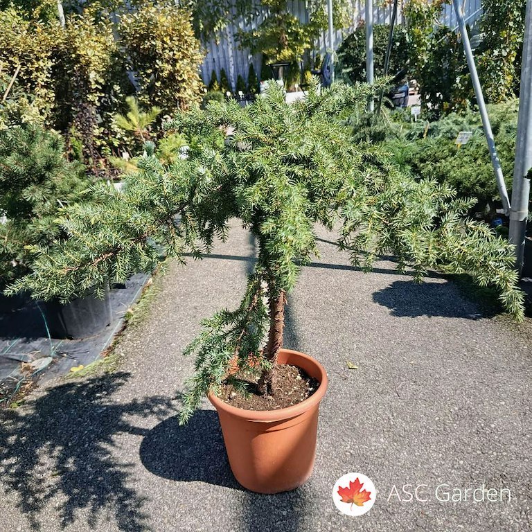 Juniperus schlager 60 cm na štapu