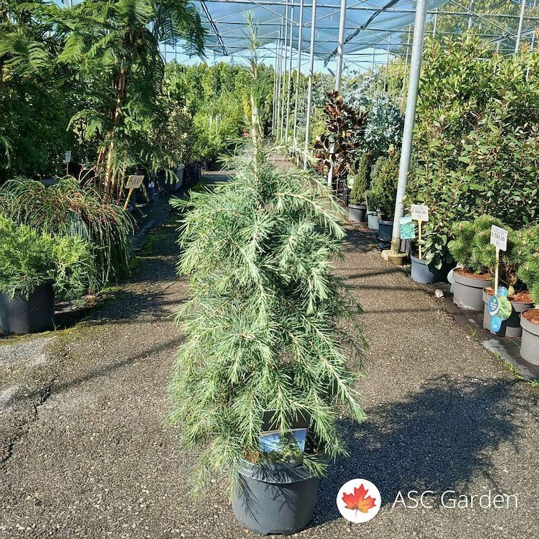 Cedrus deodara 95 cm