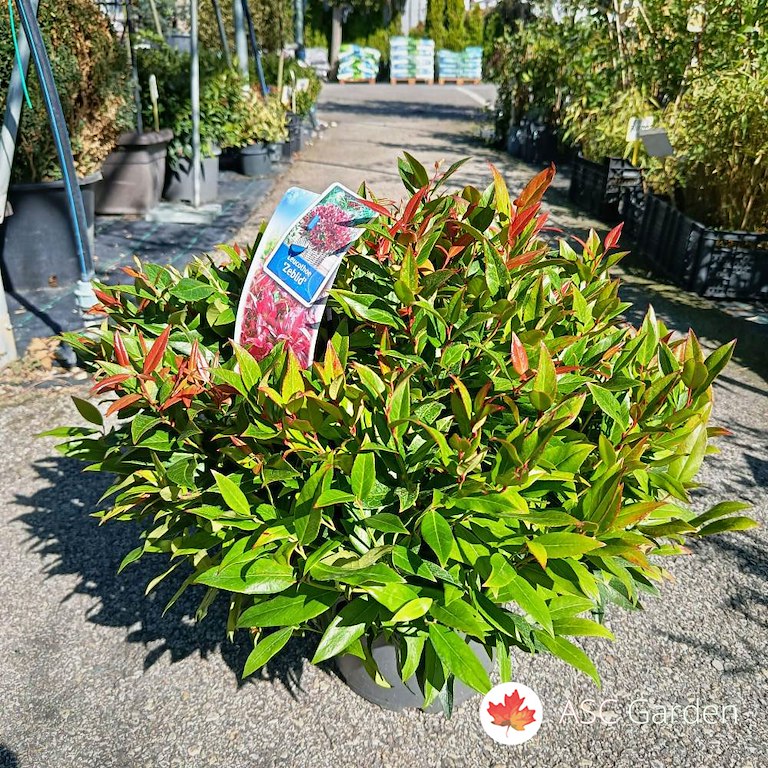 Leucothoe axillaris ‘Zeblid’ 30 cm