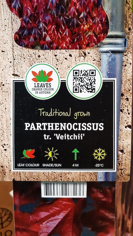 Partenocisus tricuspidata Veitchi 75 cm