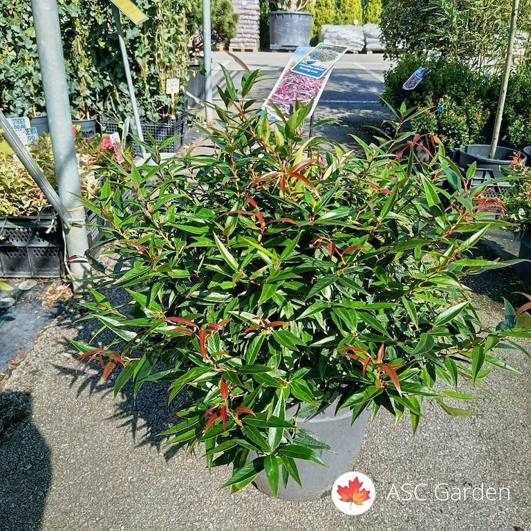 Leucothoe burning love 50 cm