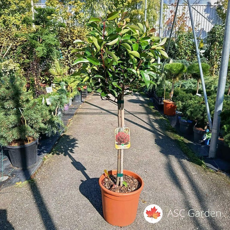 Photinia serrulata Red Robin 90 cm