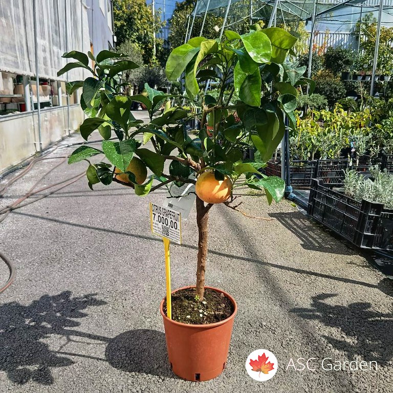 Citrus x paradisi grapefruit 75 cm