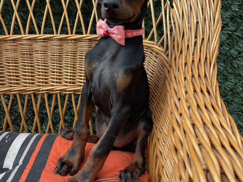 Doberman štenci
