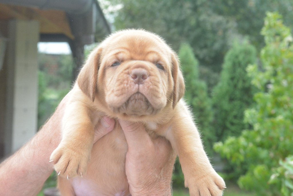 Bordoska Doga (Dogue de Bordeaux) prelepi stenci