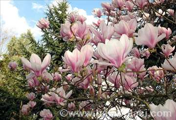 Magnolija aleksandrina