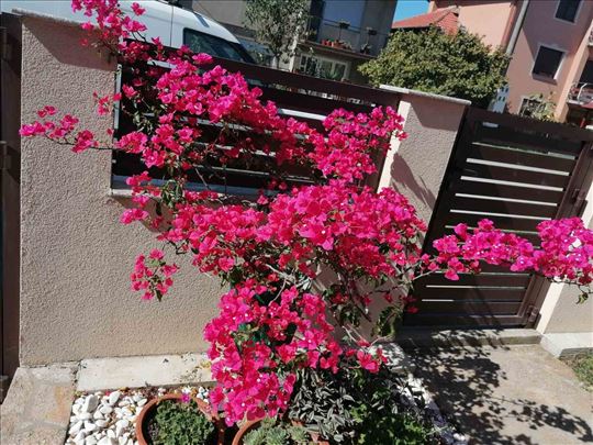 Bugenvilija (bougainvillea)