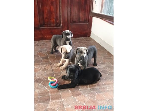 Cane Corso
