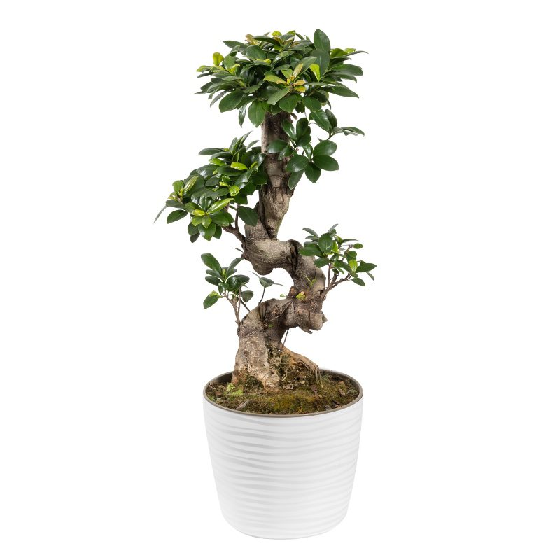 Fikus bonsai