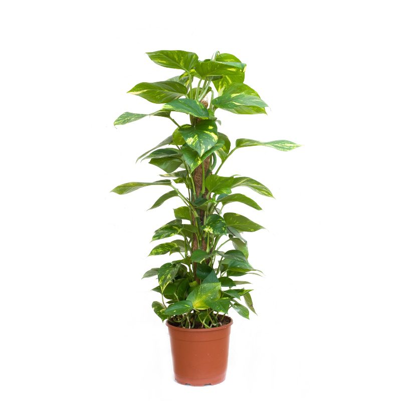 Epipremnum na kokos štapu