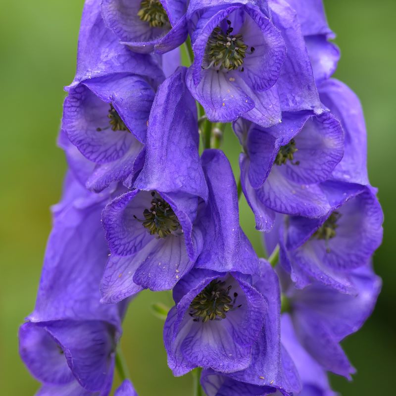 Opasna lepotica