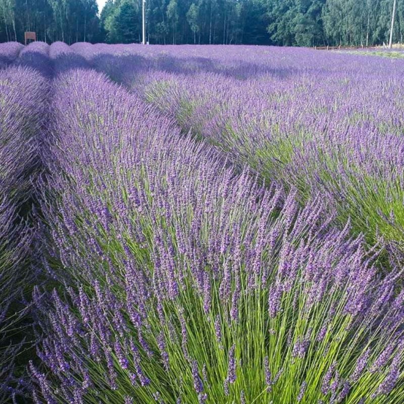 Lavanda Fenomenalna