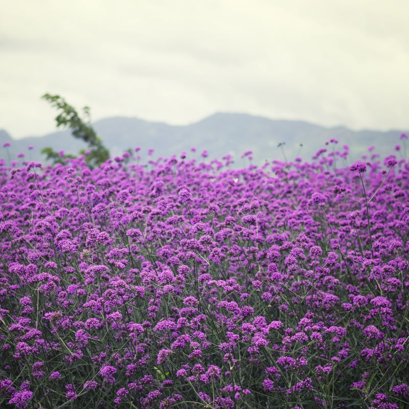 Verbena Lolipop