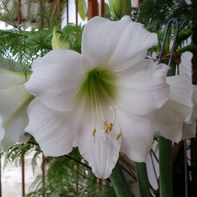 Amarilis Beli