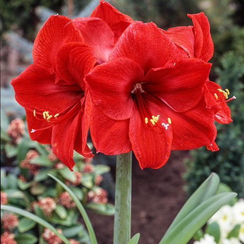 Amarilis Crveni lav