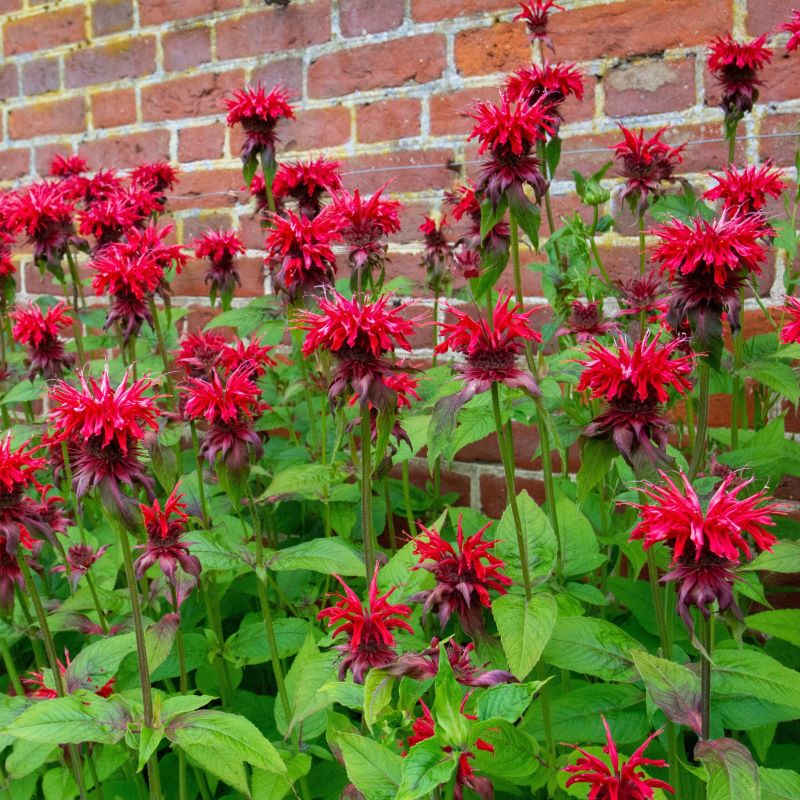 Monarda Skarlet