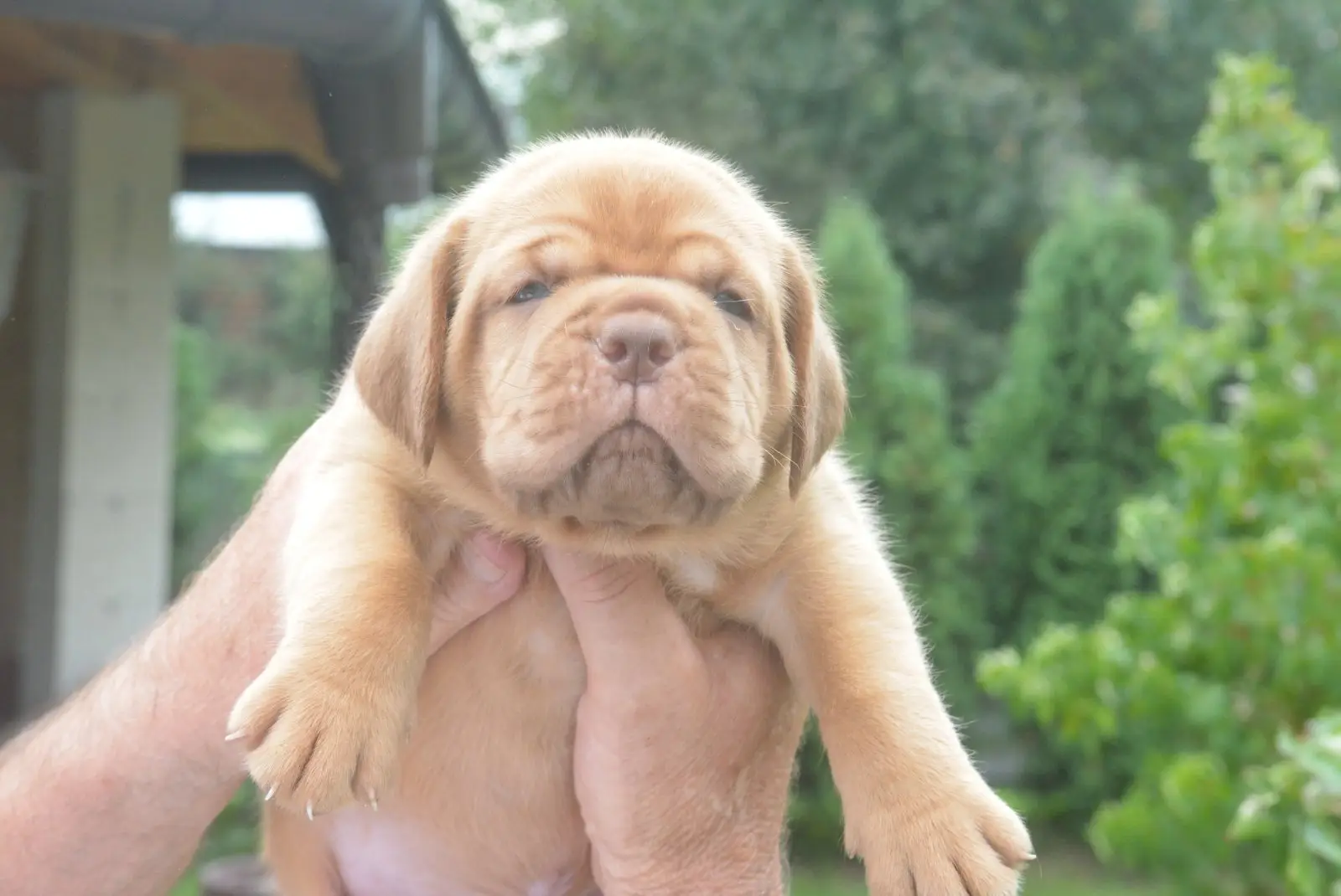 Bordoska Doga (Dogue de Bordeaux) prelepi stenci