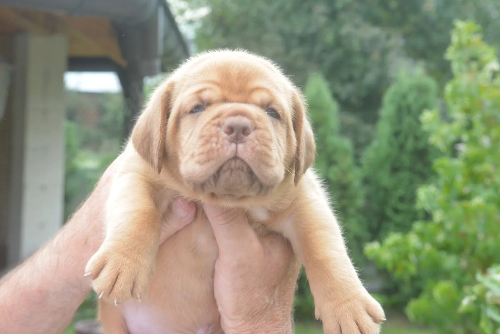 Bordoska Doga (Dogue de Bordeaux) prelepi stenci