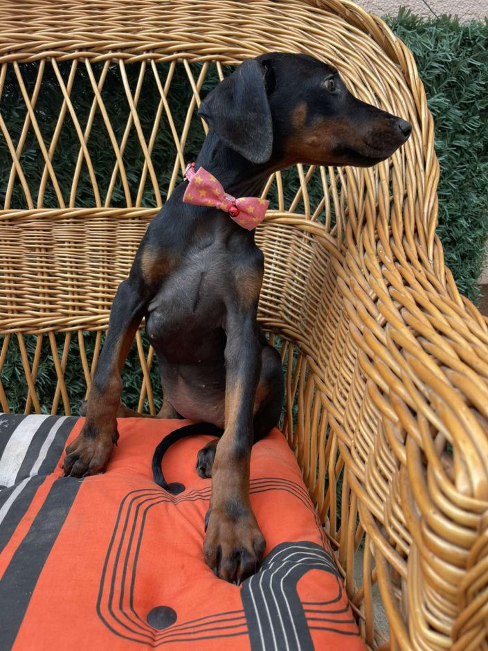 Doberman VRHUNSKI štenci