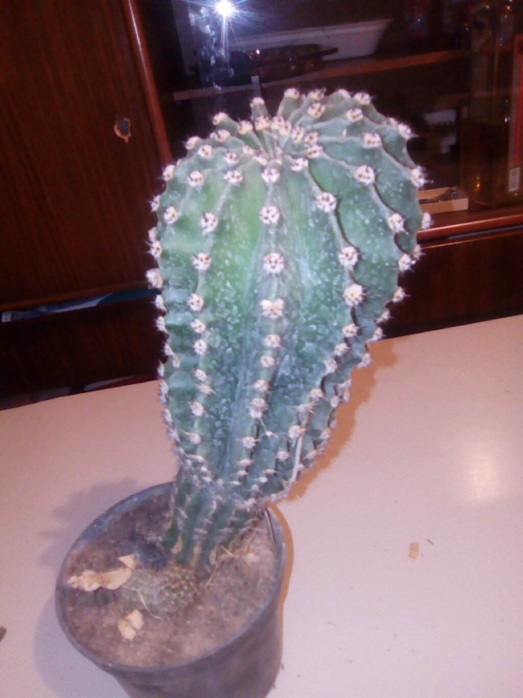 Cactusi