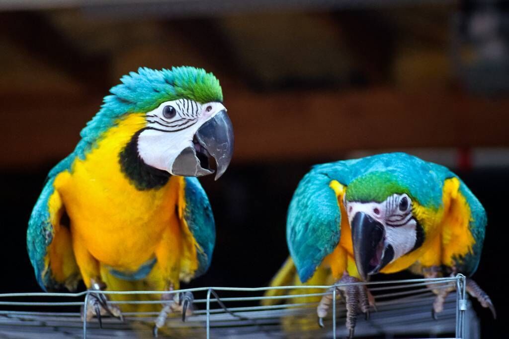Beautiful blue and gold macaws available We're excited to announce