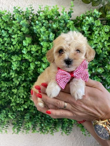Maltipoo prelepi štenci
Novi Sad