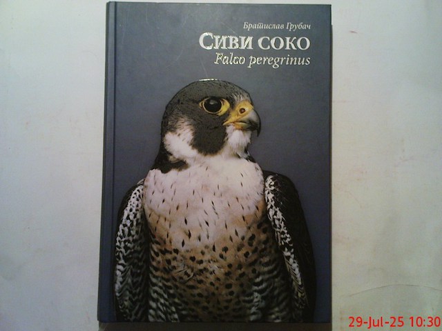 BRATISLAV GRUBAC -  SIVI SOKO - FALCO PEREGRINUS