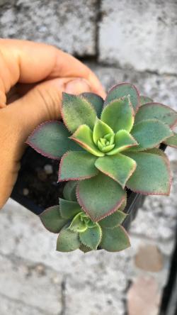 Aeonium Kiwi