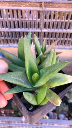 Sukulent, Haworthia Black Gem