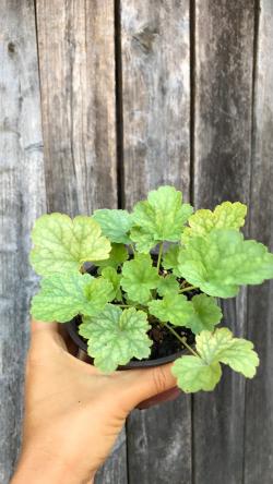 Heuchera sanguinea