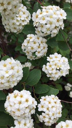 Suručica - Spiraea vanhouttei