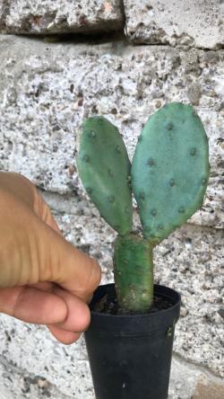 Opuntia sp.