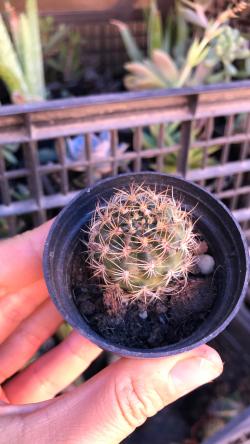 Lobivia sp.