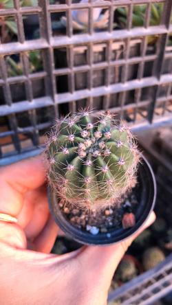 Echinopsis kaktus