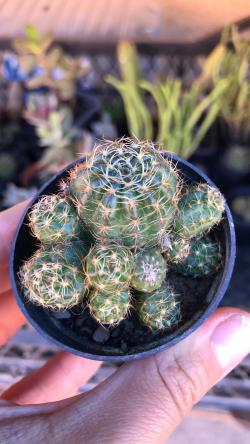 Lobivia Arachnacantha