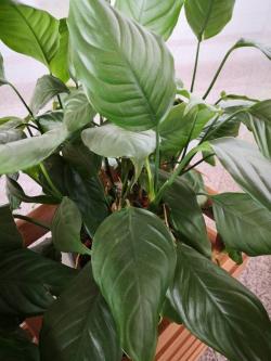 Aglaonema modestum - zelena