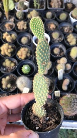 Opuntia Microdasys Palida