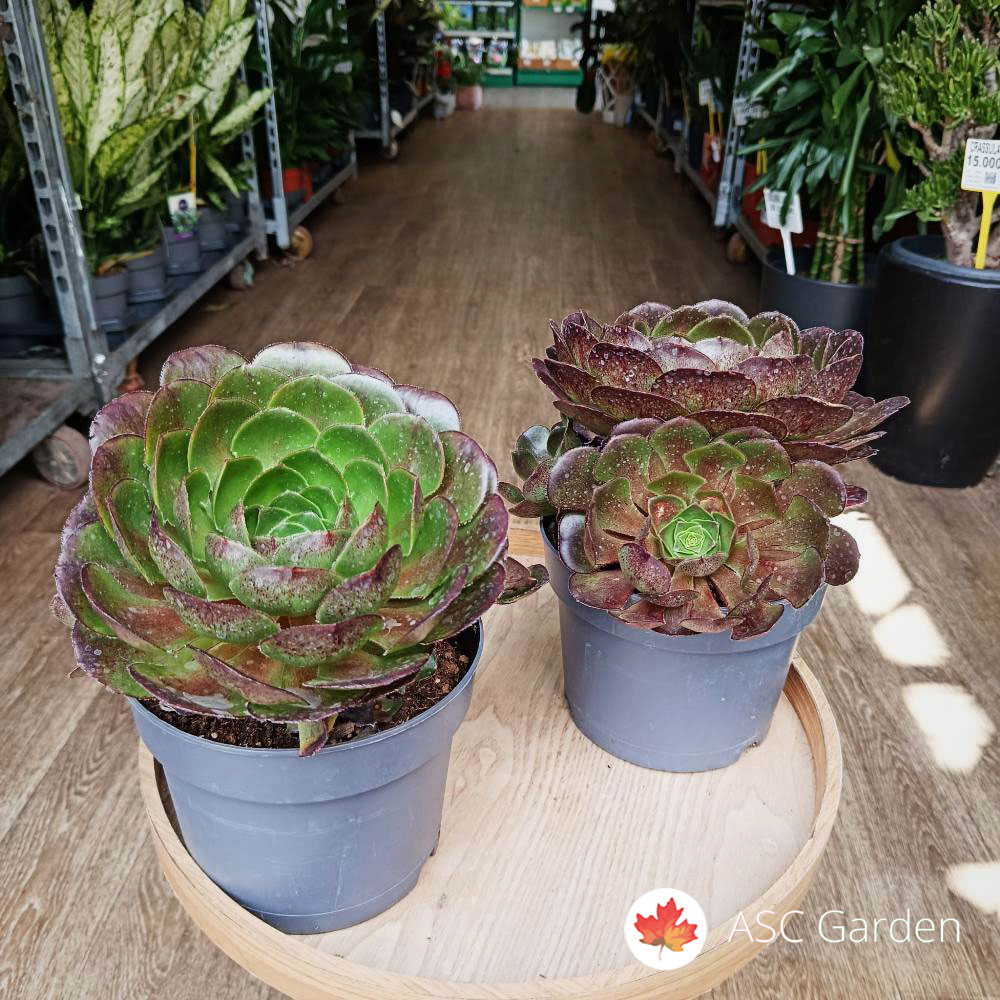 Aeonium arboreum ‘Velours’ – 25 cm fi 17 cm