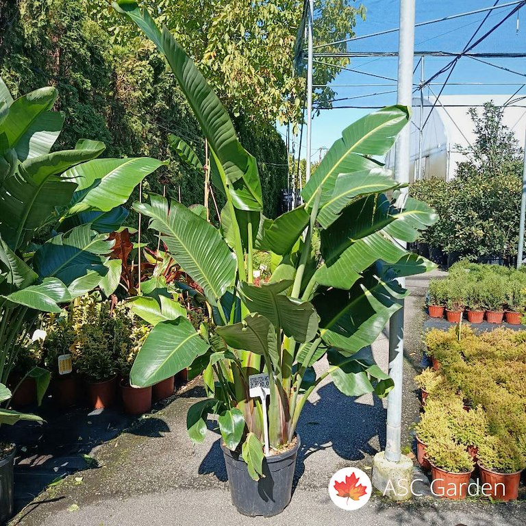 Strelitzia nicolai – Strelicija, Rajska ptica 200cm