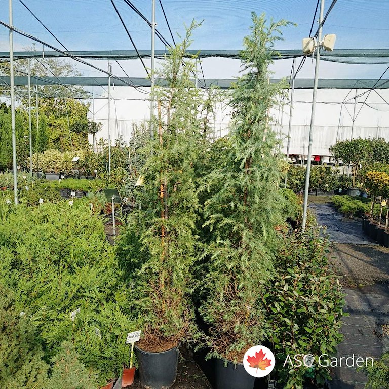 Cedrus deodara 150 – 175 cm