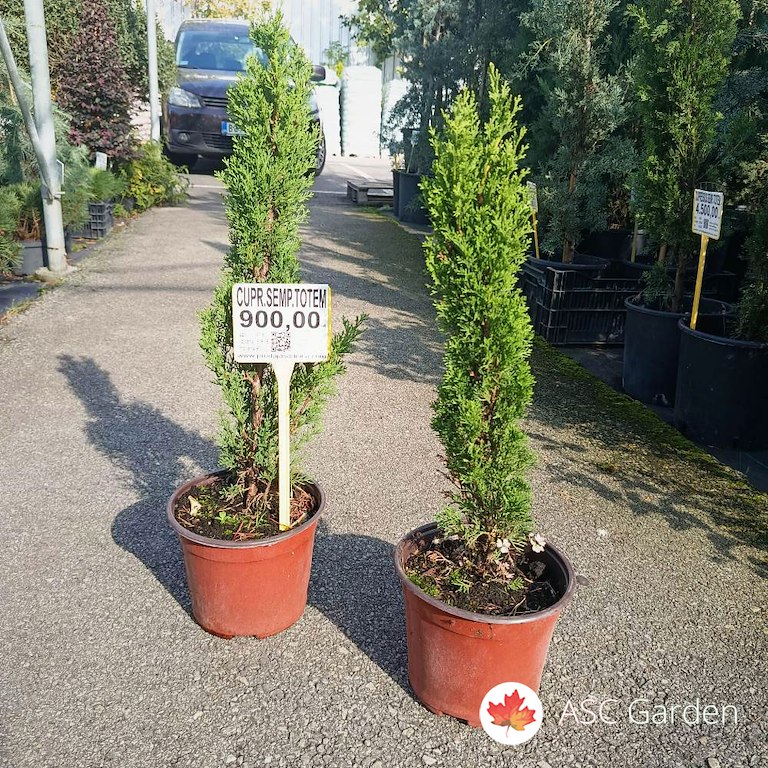 Cupressus Totem 50 -60 cm