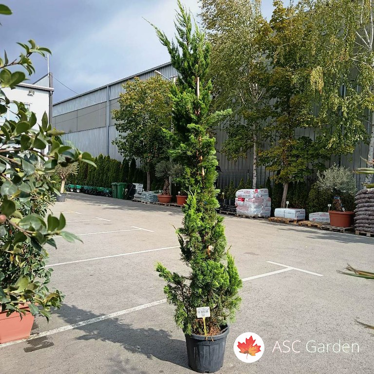 Juniperus chinensis Kaizuka 175-200 cm