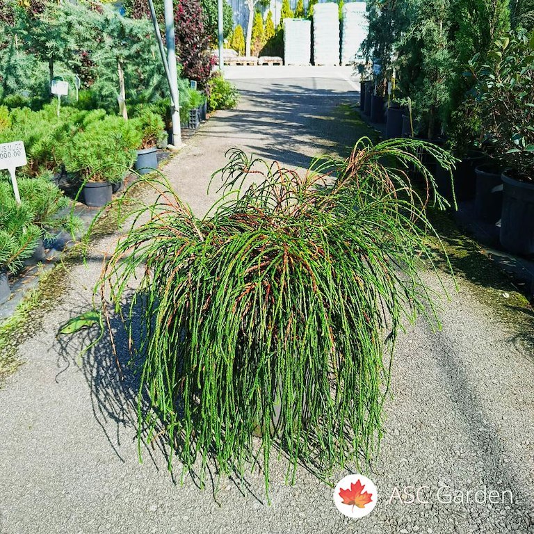 Thuja plicata ‘Whipecord’ 55 cm