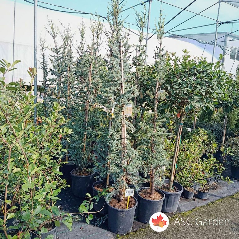 Cedrus atlantica glauca 125/150 cm