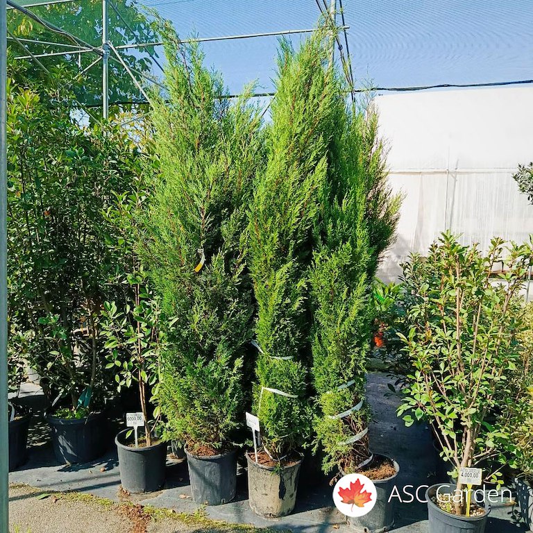 Cupressocyparis leylandii ‘Blue Jeans’ 200–250 cm C25