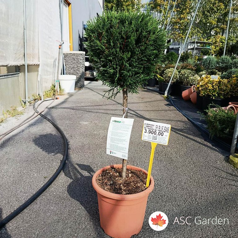 Cupressocyparis leylandii ‘Blue Jeans’ 70 cm – Fi 26 cm