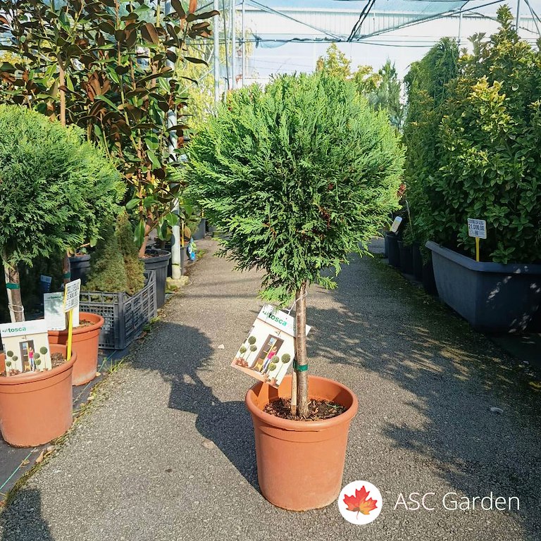 Cupressocyparis leylandii castewelland gold 75 cm