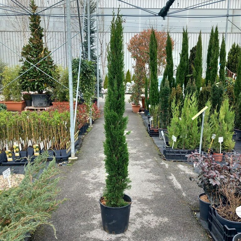 Cupressus sempervirens Totem 200 – 210 cm