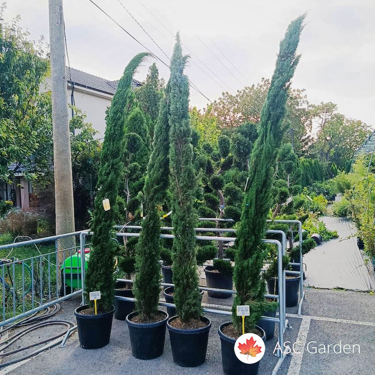 Cupressus sempervirens Totem 250-300 cm